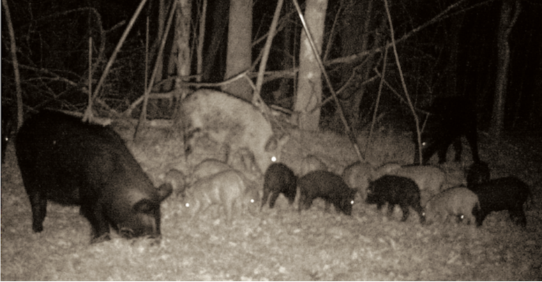 Hog Wild | TX Almanac